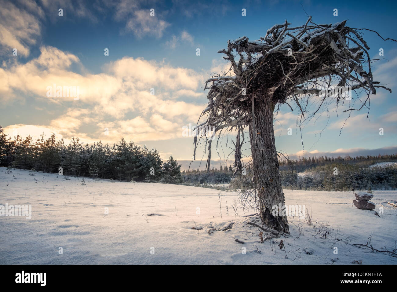 Dead tree trunk is planted upside down for insects with winter morning ...