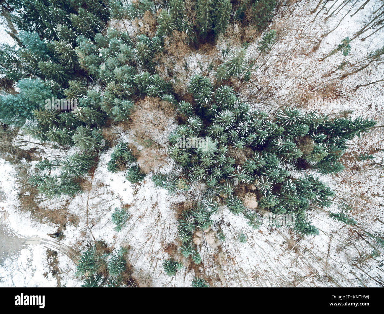 Flying above top pine trees hi-res stock photography and images - Alamy
