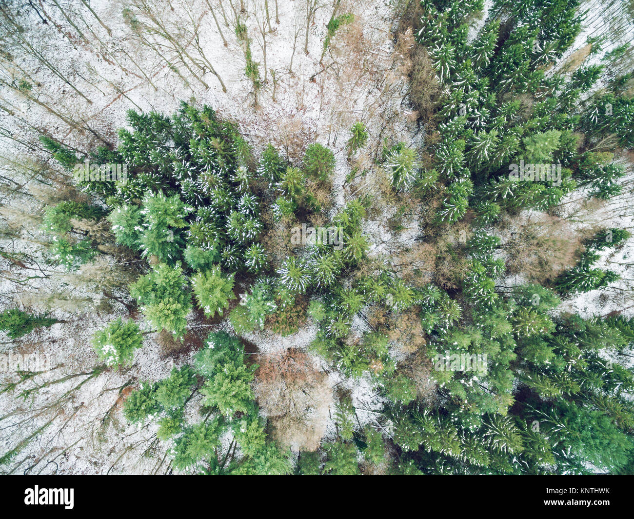 Flying above top pine trees hi-res stock photography and images - Alamy