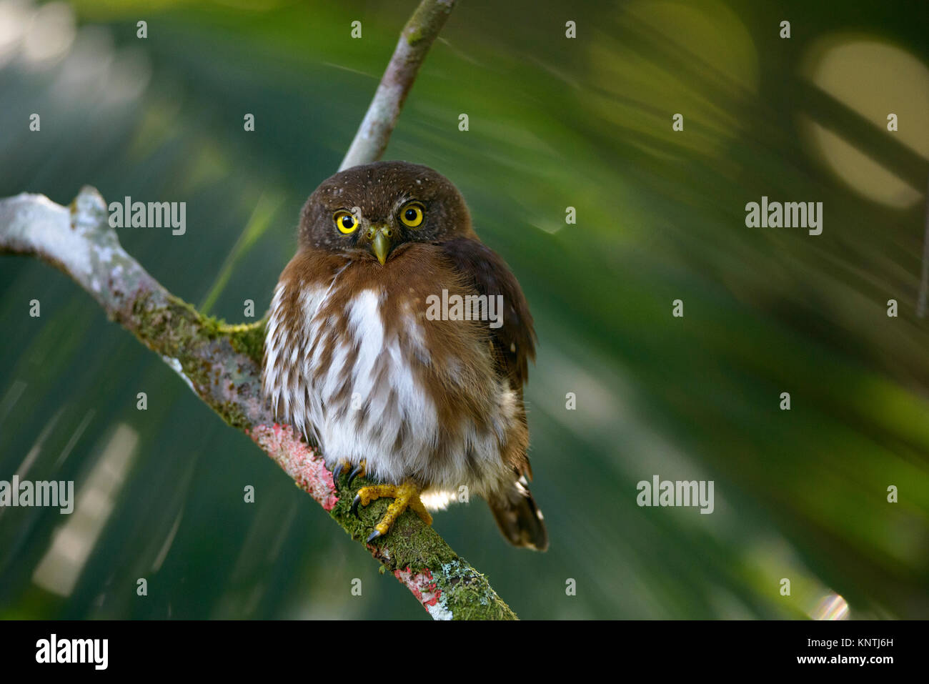 Least pygmy owl hi-res stock photography and images - Alamy
