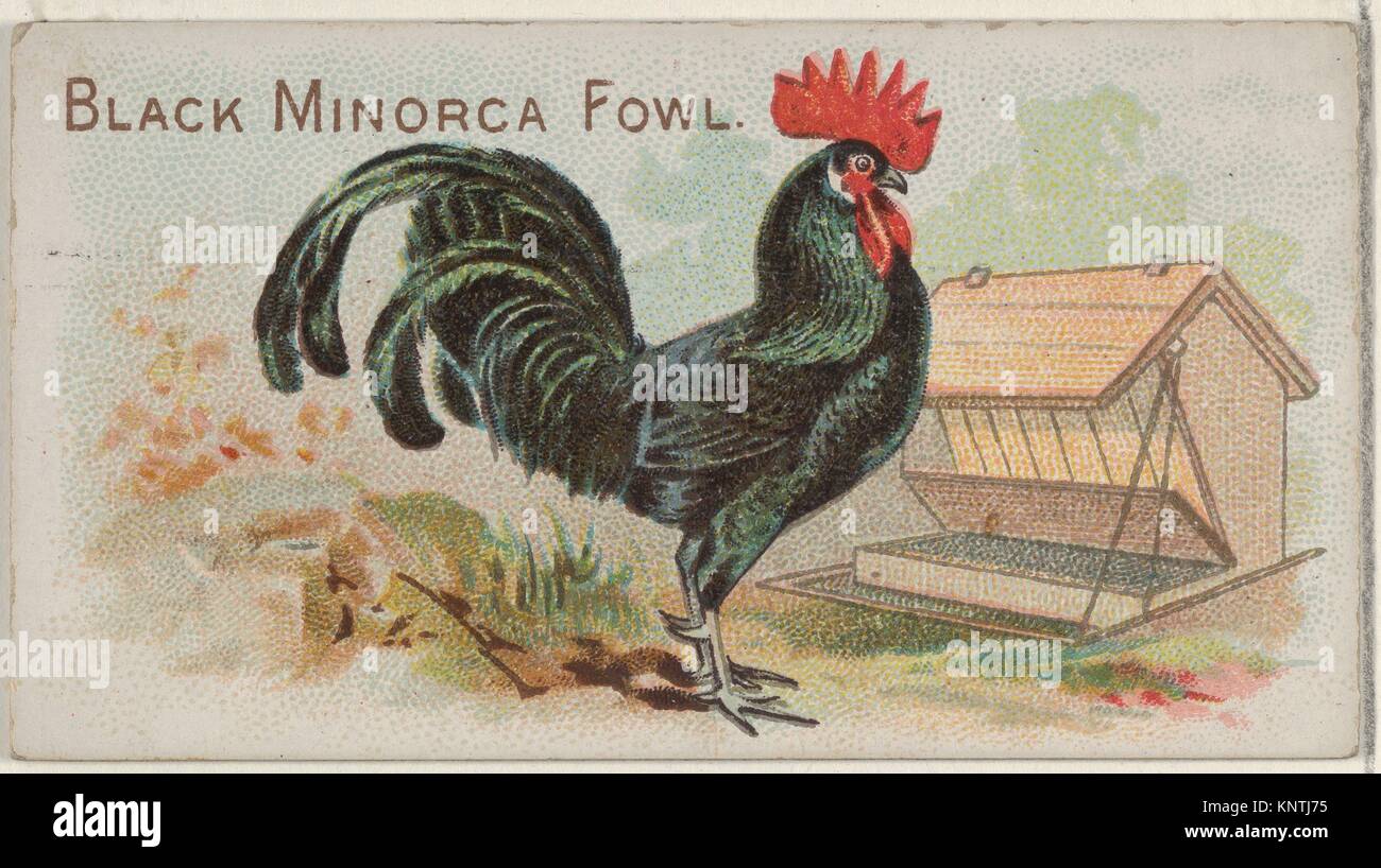 Black minorca chicken hi-res stock photography and images - Alamy