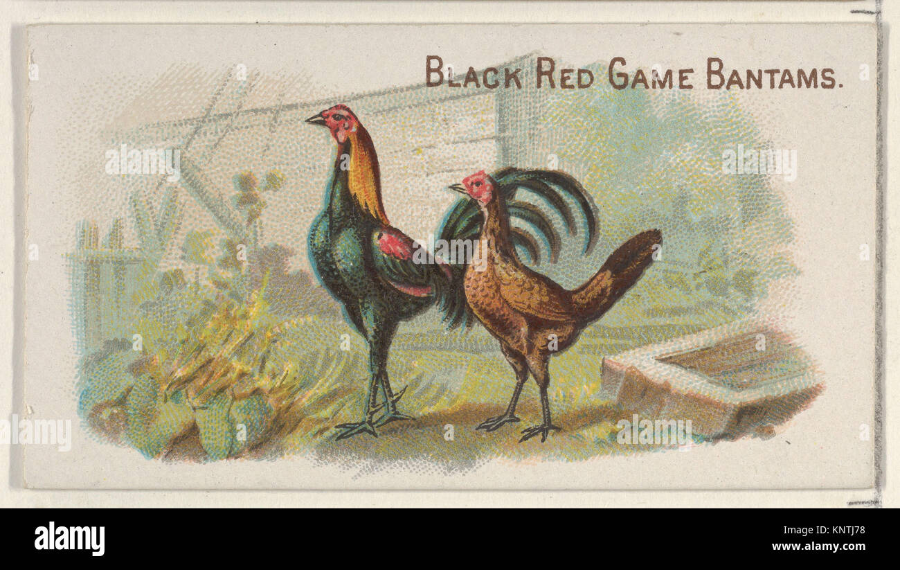 American Game Chicken