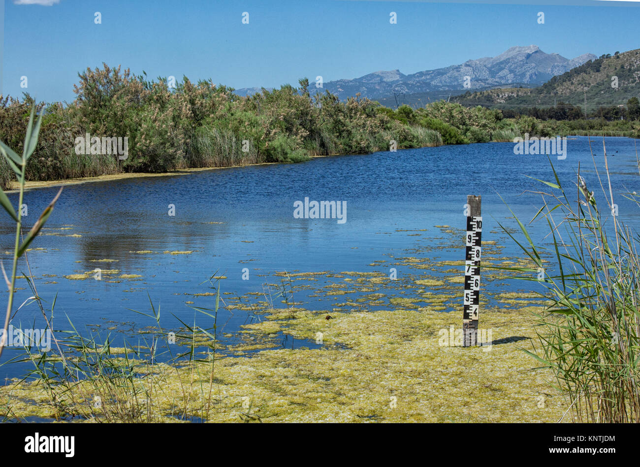 Mallorca Birds High Resolution Stock Photography and Images - Alamy
