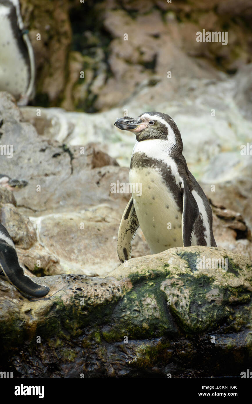 A penguin amongst the rocks at Loro Parque Stock Photo - Alamy