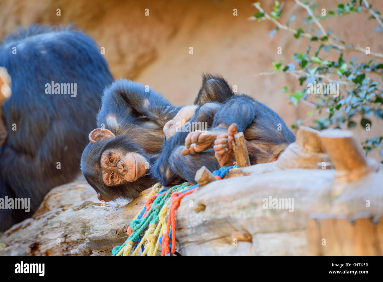 Chimpanzees Playing High Resolution Stock Photography and Images - Alamy