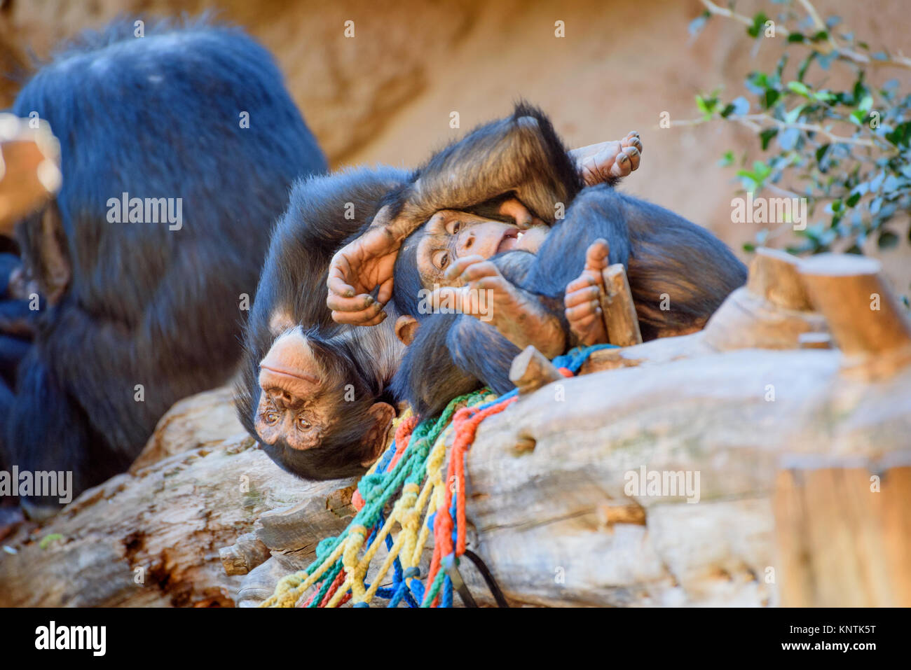 Two young chimpanzees playing Stock Photo - Alamy