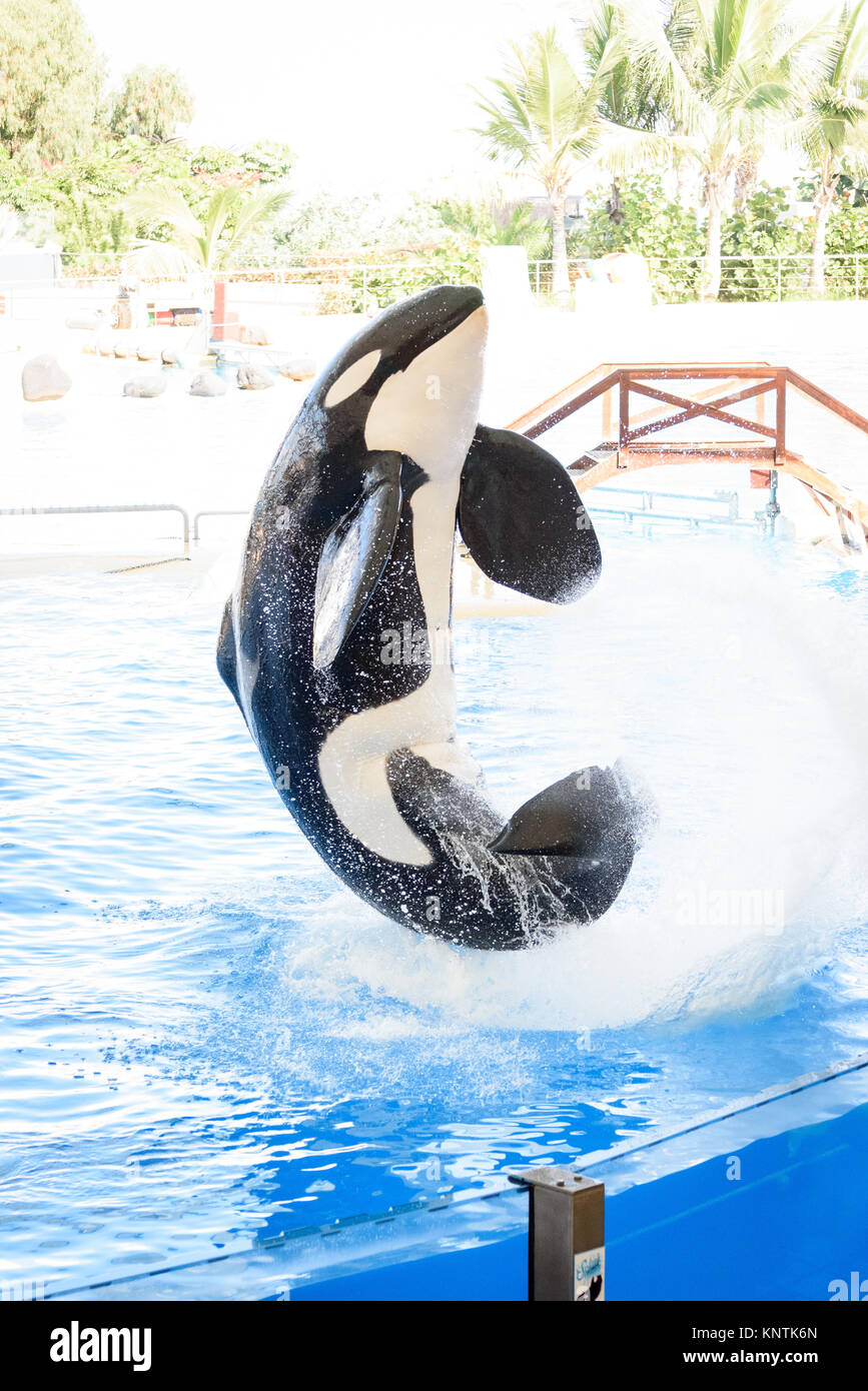Killer whale splashing hi-res stock photography and images - Alamy