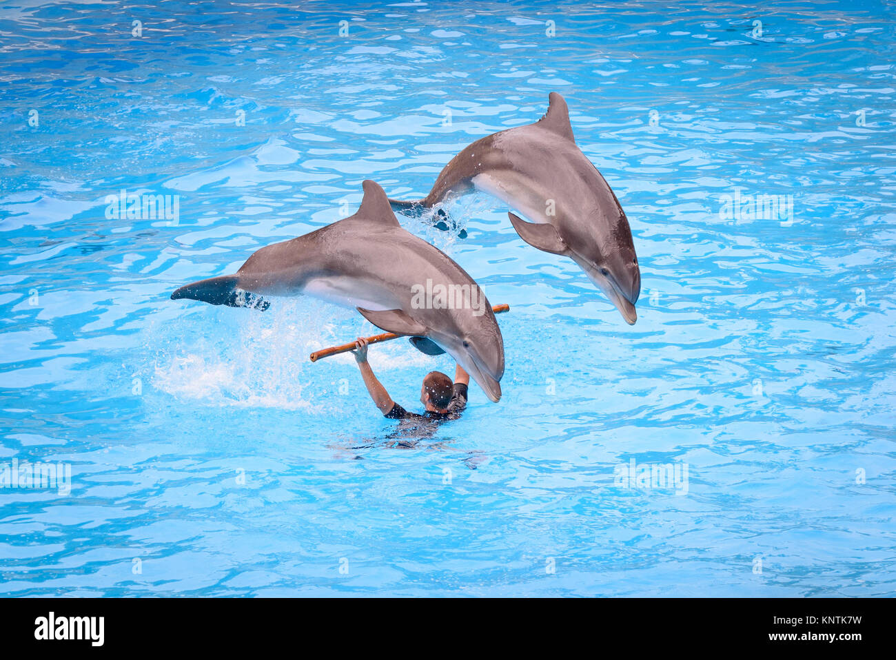 Two dolphins jumping over a stick with the trainer at Loro Parque Stock ...