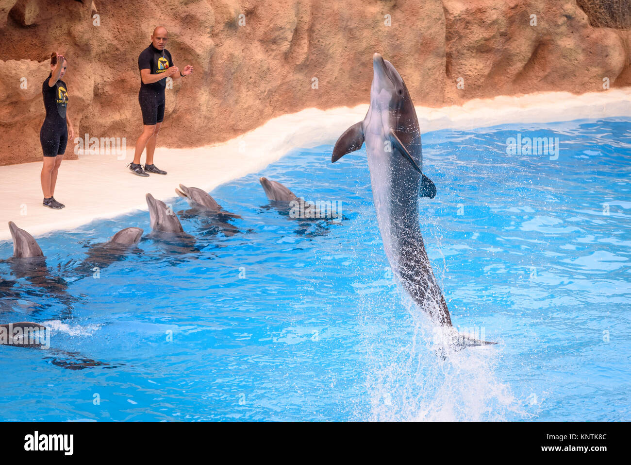 A dolphin jumping at Loro Parque Stock Photo - Alamy