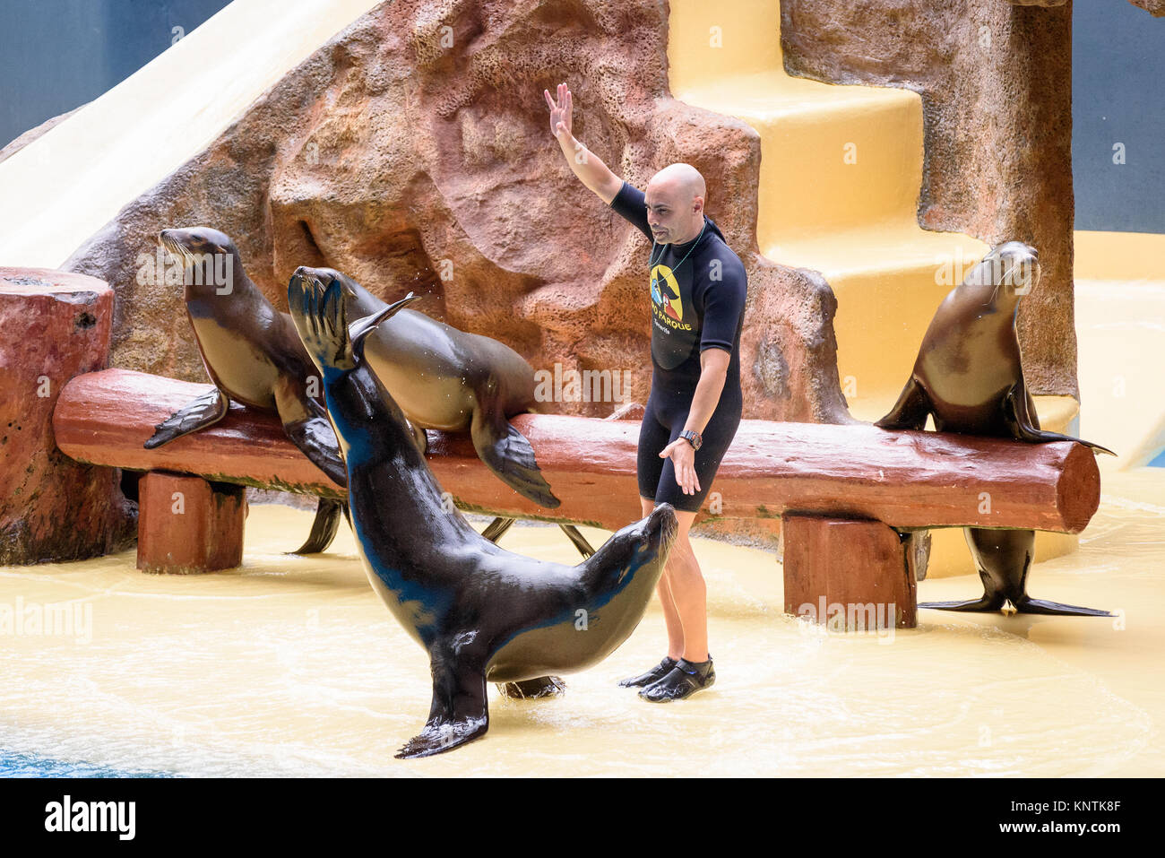 A sea lion show at Loro Parque Stock Photo - Alamy