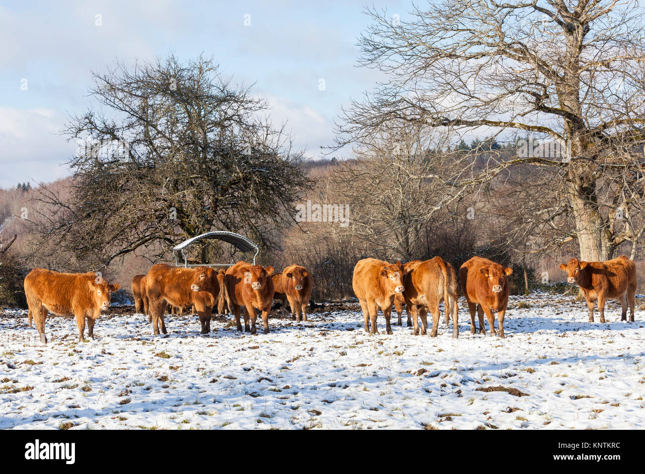 Herd of brown Limousin beef cows , steers, cattle standing in snow in a ...