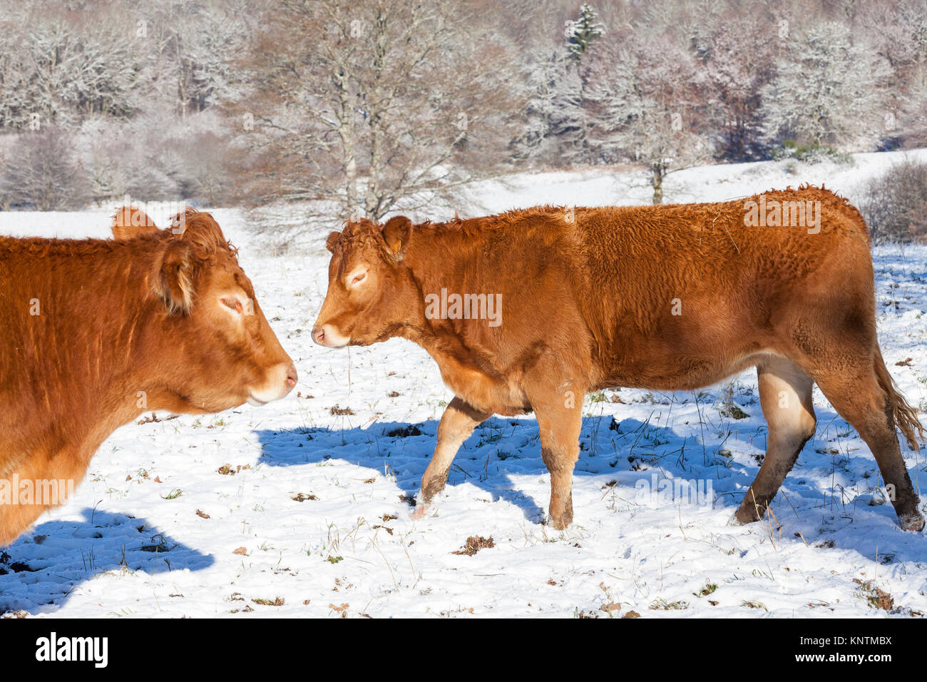 Trotting cow hi-res stock photography and images - Alamy