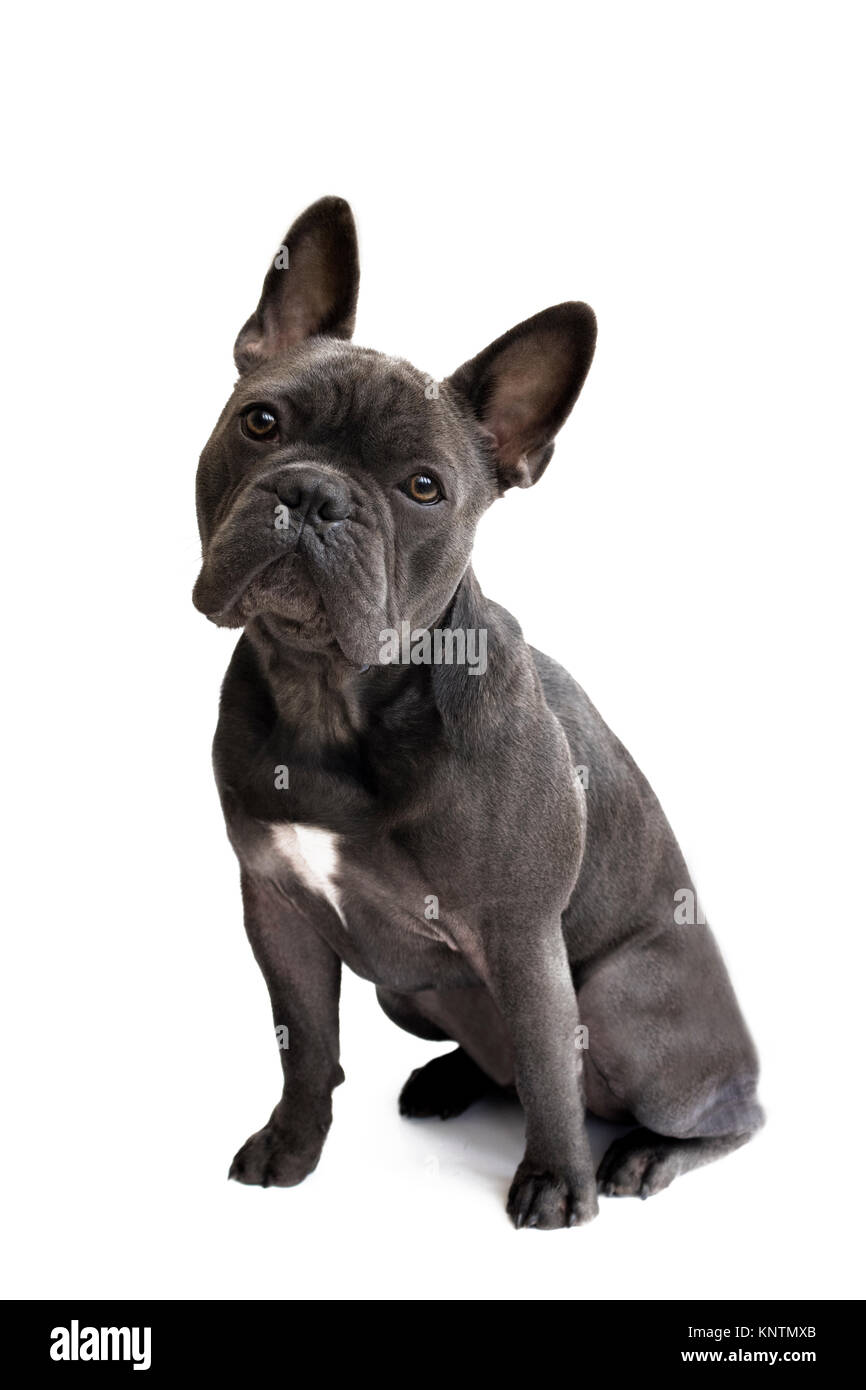 front view of a blue french bulldog attentively looking up with a white ...