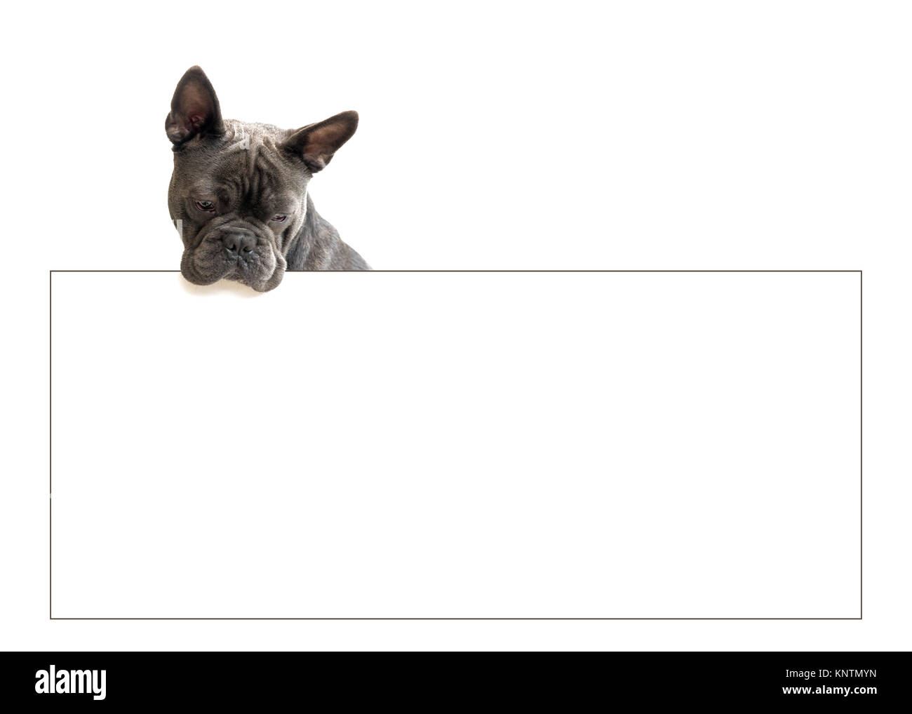 Blue french bulldog looking back over a blank sign on a white isolated ...