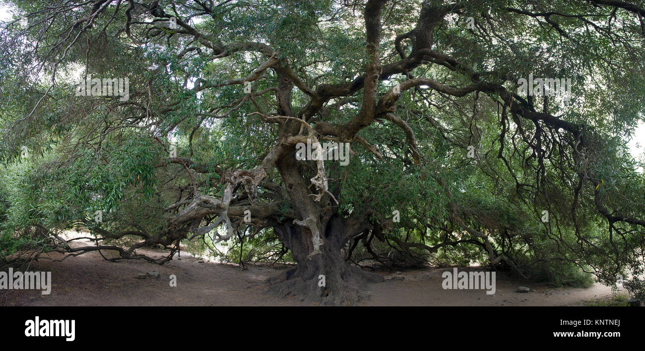 World oldest olive tree (Olea europaea), 4000 years old, Santo Baltolu ...