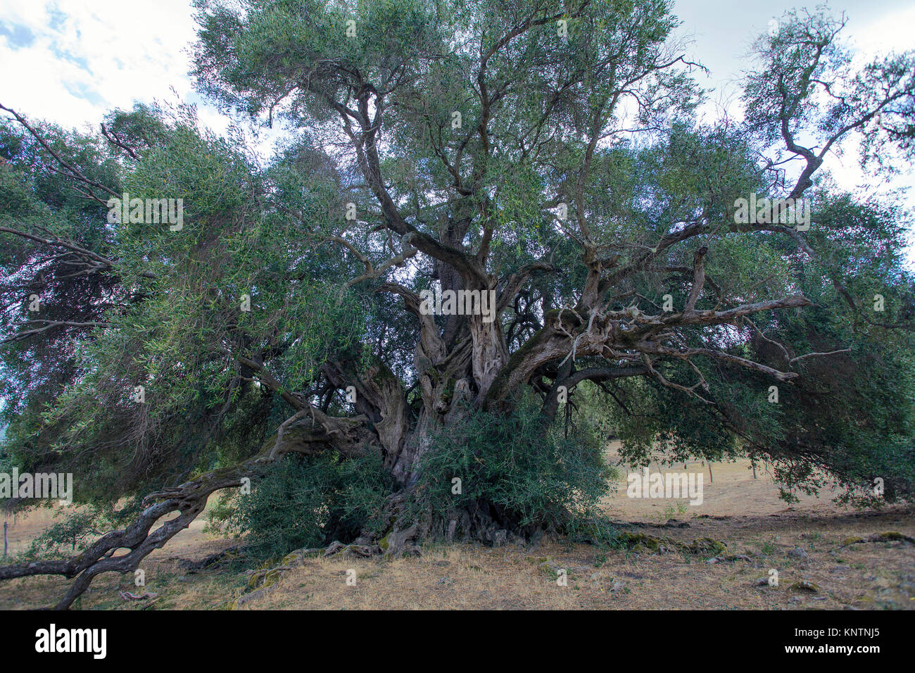 World oldest olive tree (Olea europaea), 4000 years old, Santo Baltolu ...