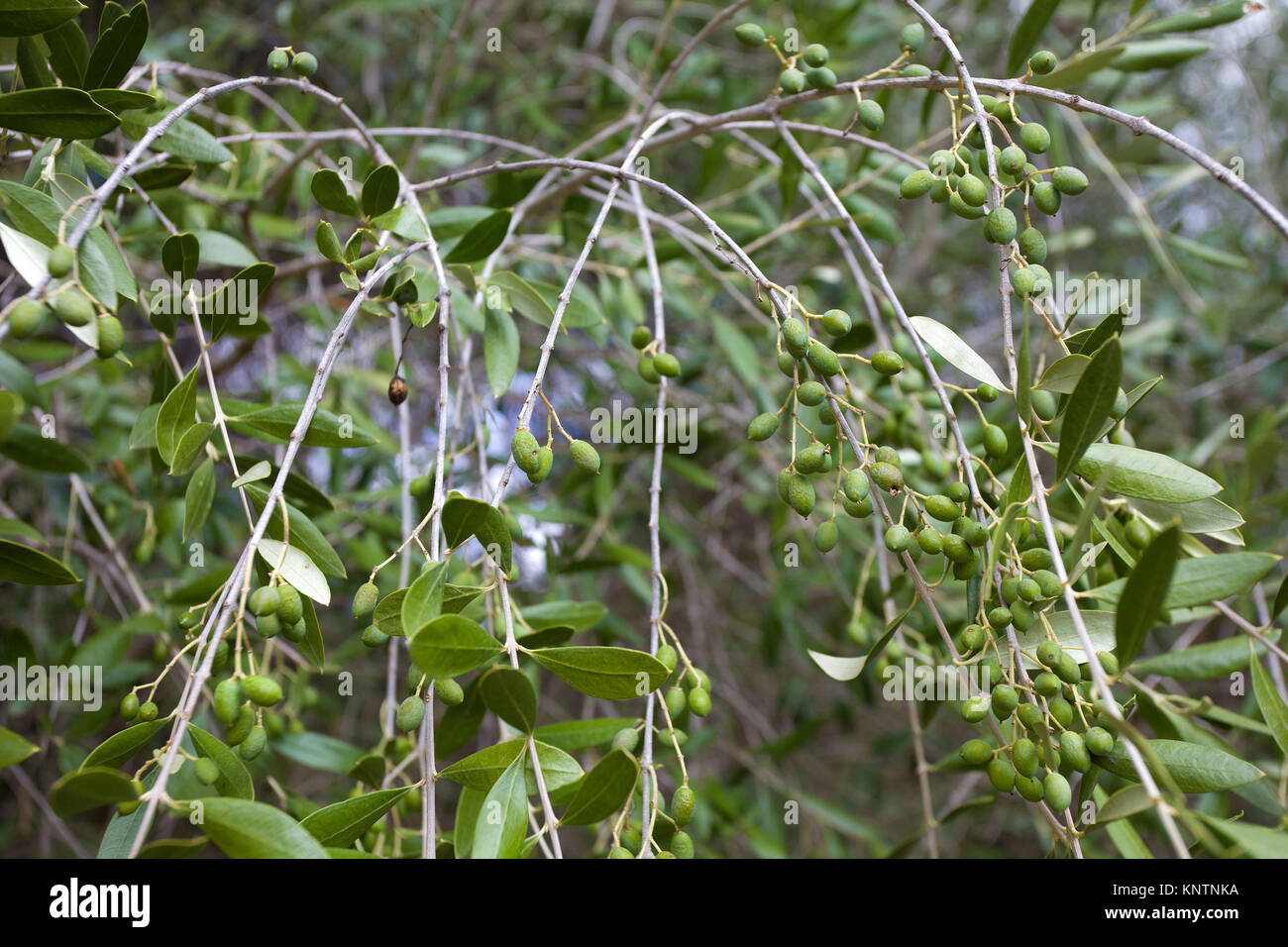 Millenari hi-res stock photography and images - Alamy