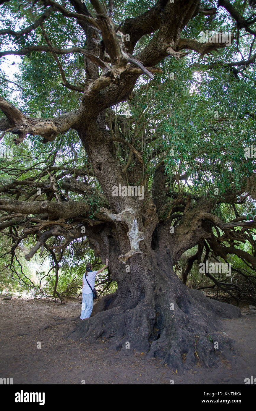 Millenari hi-res stock photography and images - Alamy