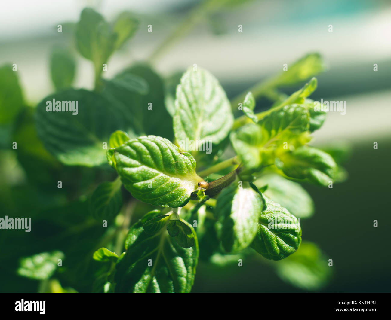 Mint herb plant macro shot. Plant growing outdoors in home garden Stock ...