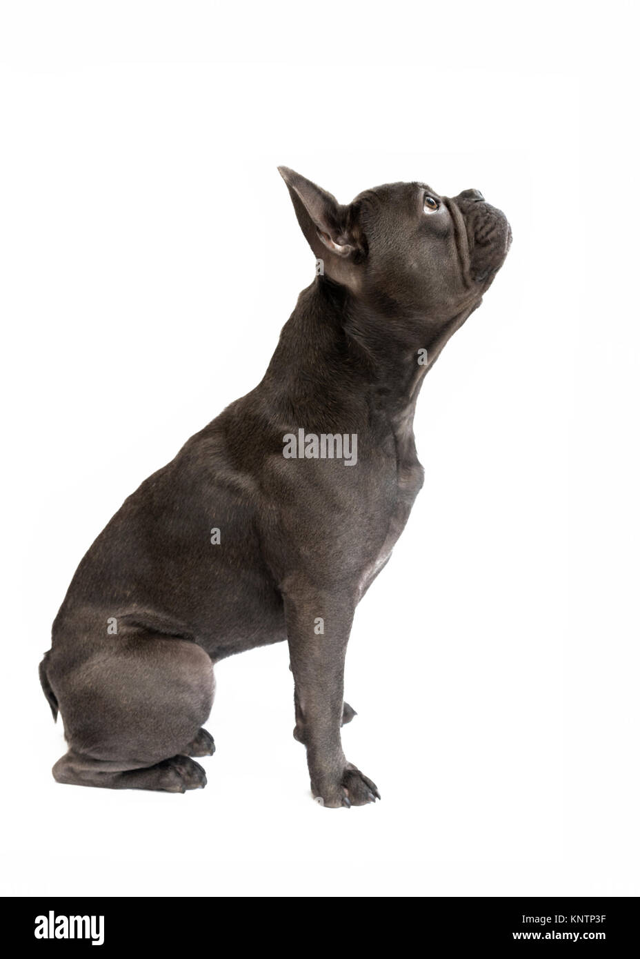 side view of a blue french bulldog attentively looking up with a white ...