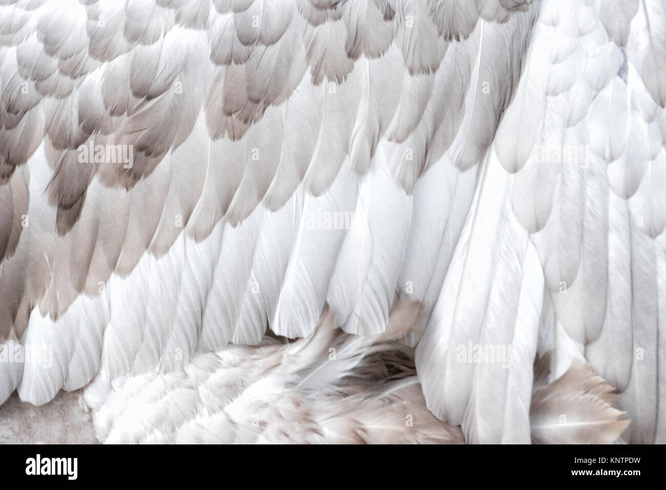 Wing and feathers of a cygnet Stock Photo - Alamy