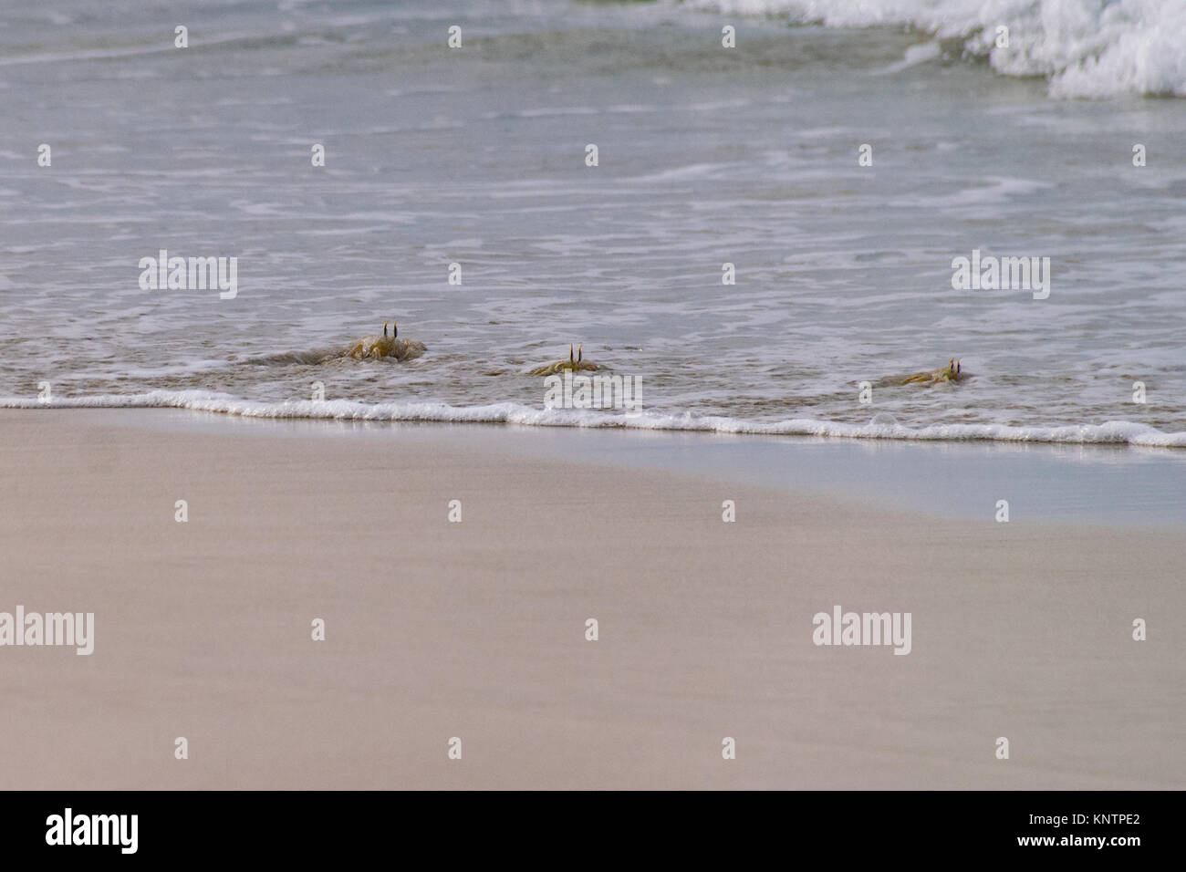 Burrowing marine animals hi-res stock photography and images - Alamy