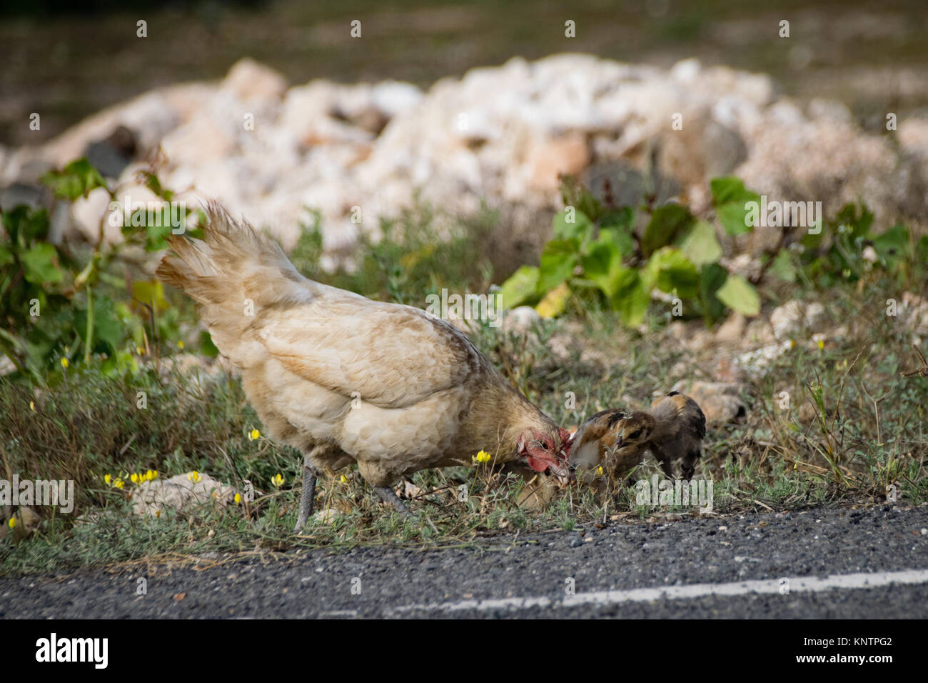 Chicken and young chicks scratching for food by the road side Stock ...