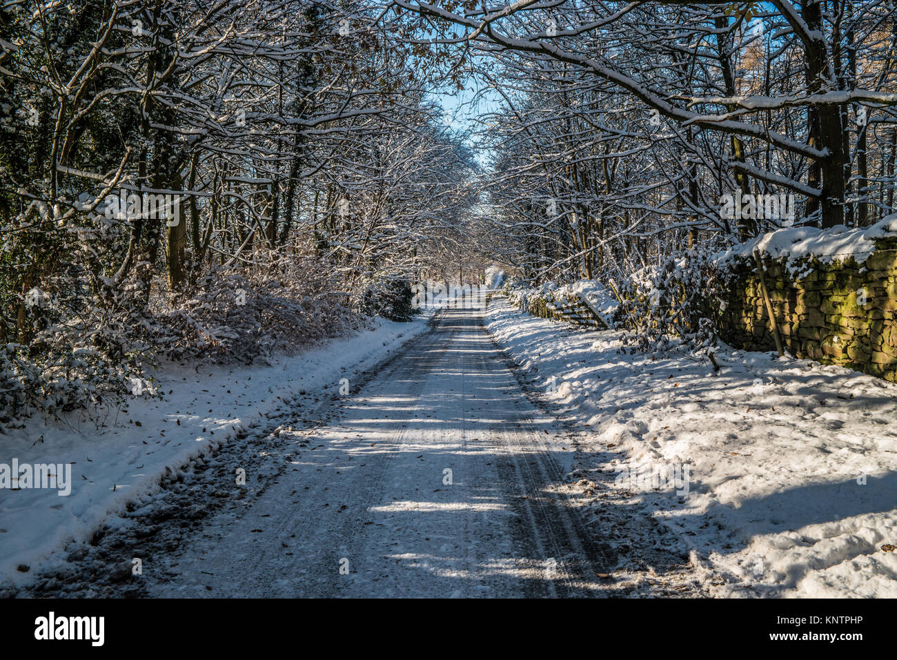 Tree lined country road with snow Stock Photo - Alamy