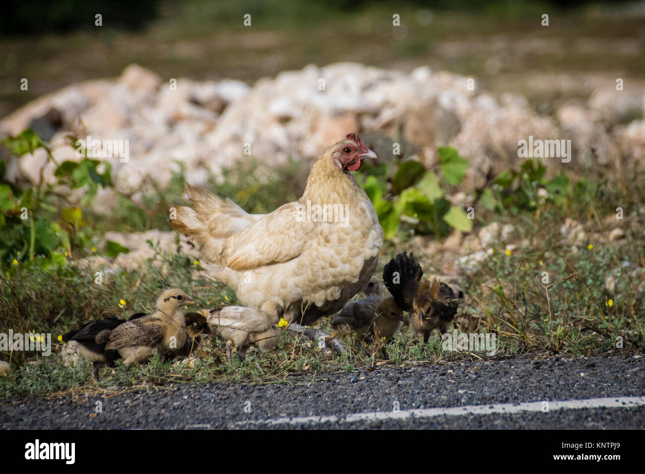 Chicken and young chicks scratching for food by the road side Stock ...