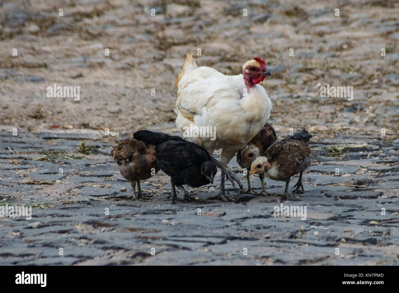 Chicken and young chicks scratching for food on stone roadway Stock ...