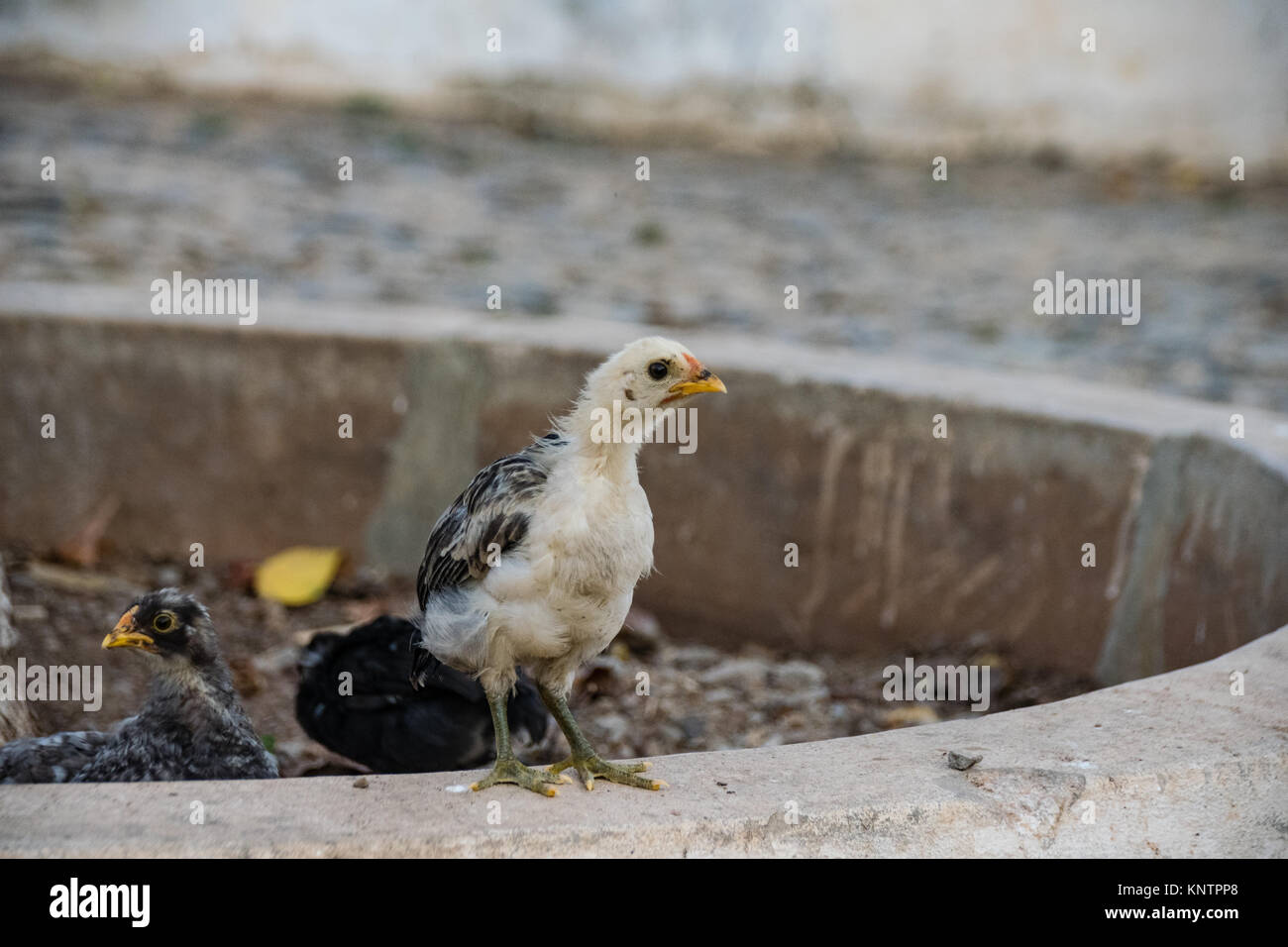 Chicken and young chicks scratching for food on stone roadway Stock ...