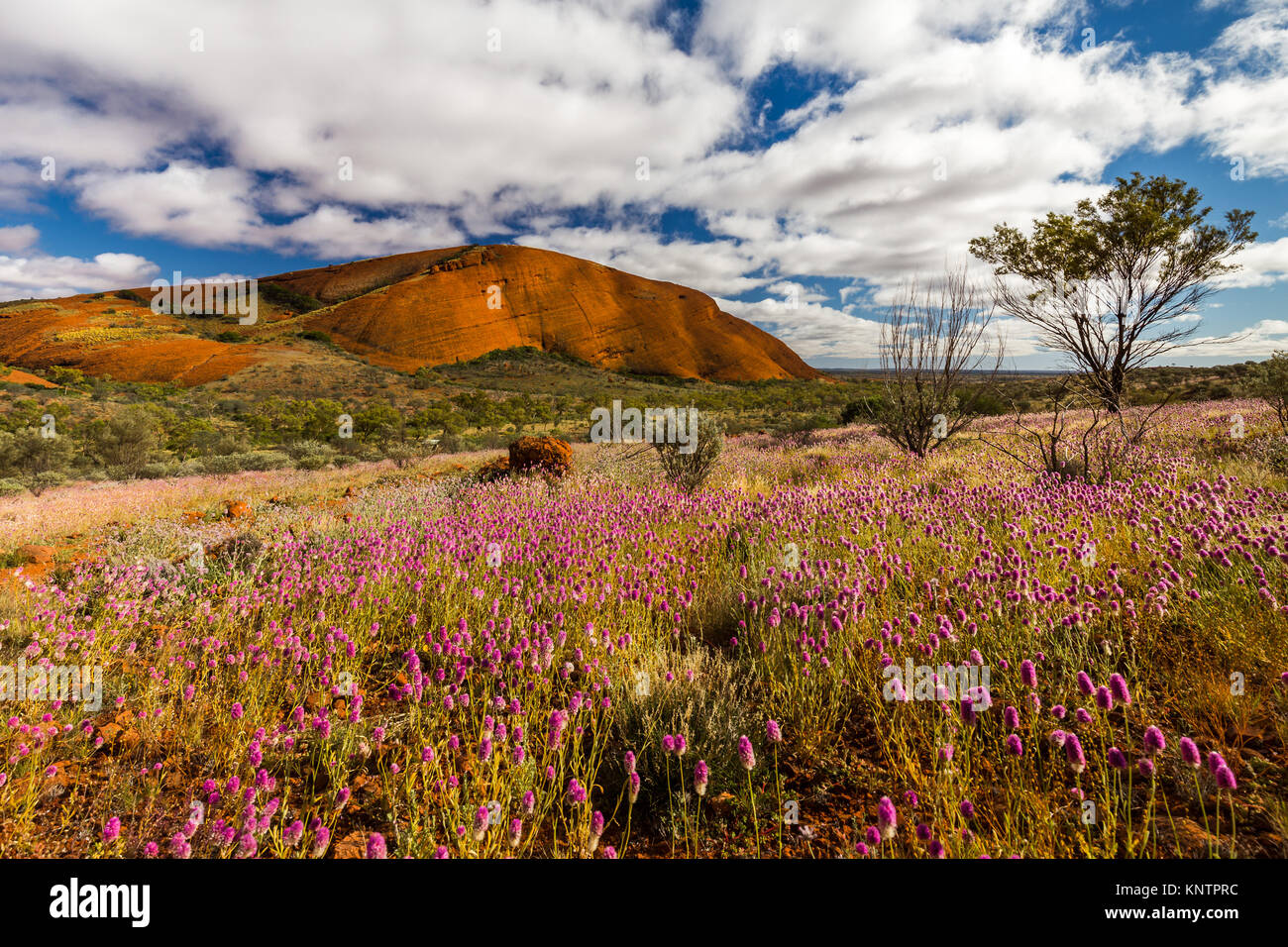 Spring in Uluru-Kata Tjuta National Park, Australia Stock Photo - Alamy
