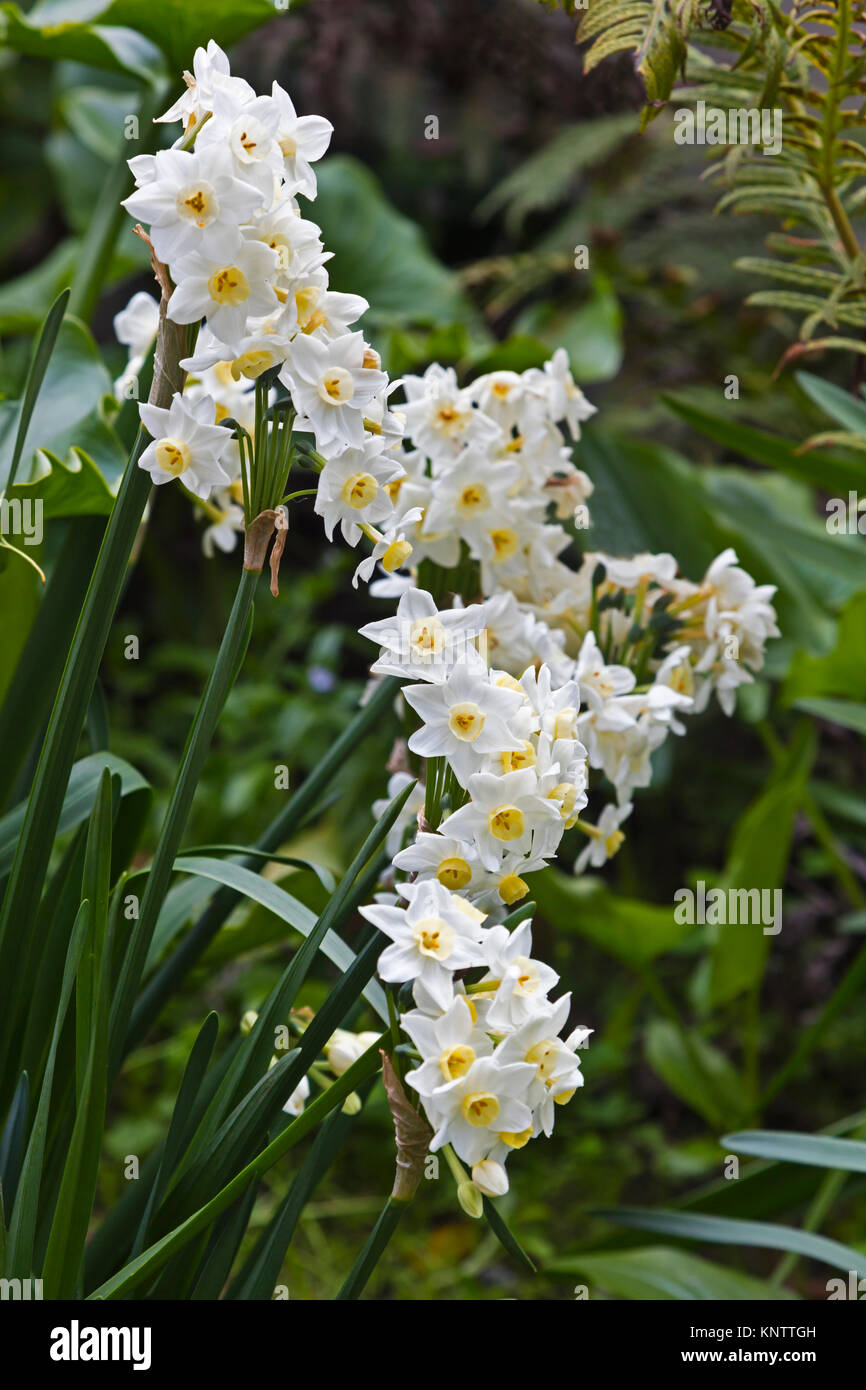 FRICIAS in bloom at LAND OF MEDICINE BUDDHA - SANTA CRUZ, CALIFORNIA ...