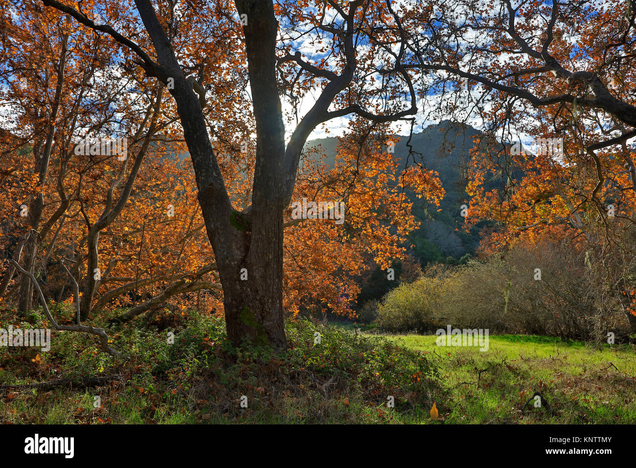 Sycamore trees hi-res stock photography and images - Alamy