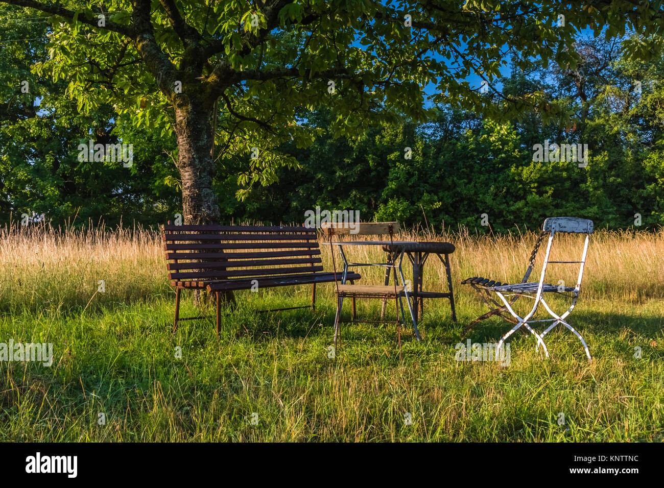 bench chairs and a tree Stock Photo - Alamy