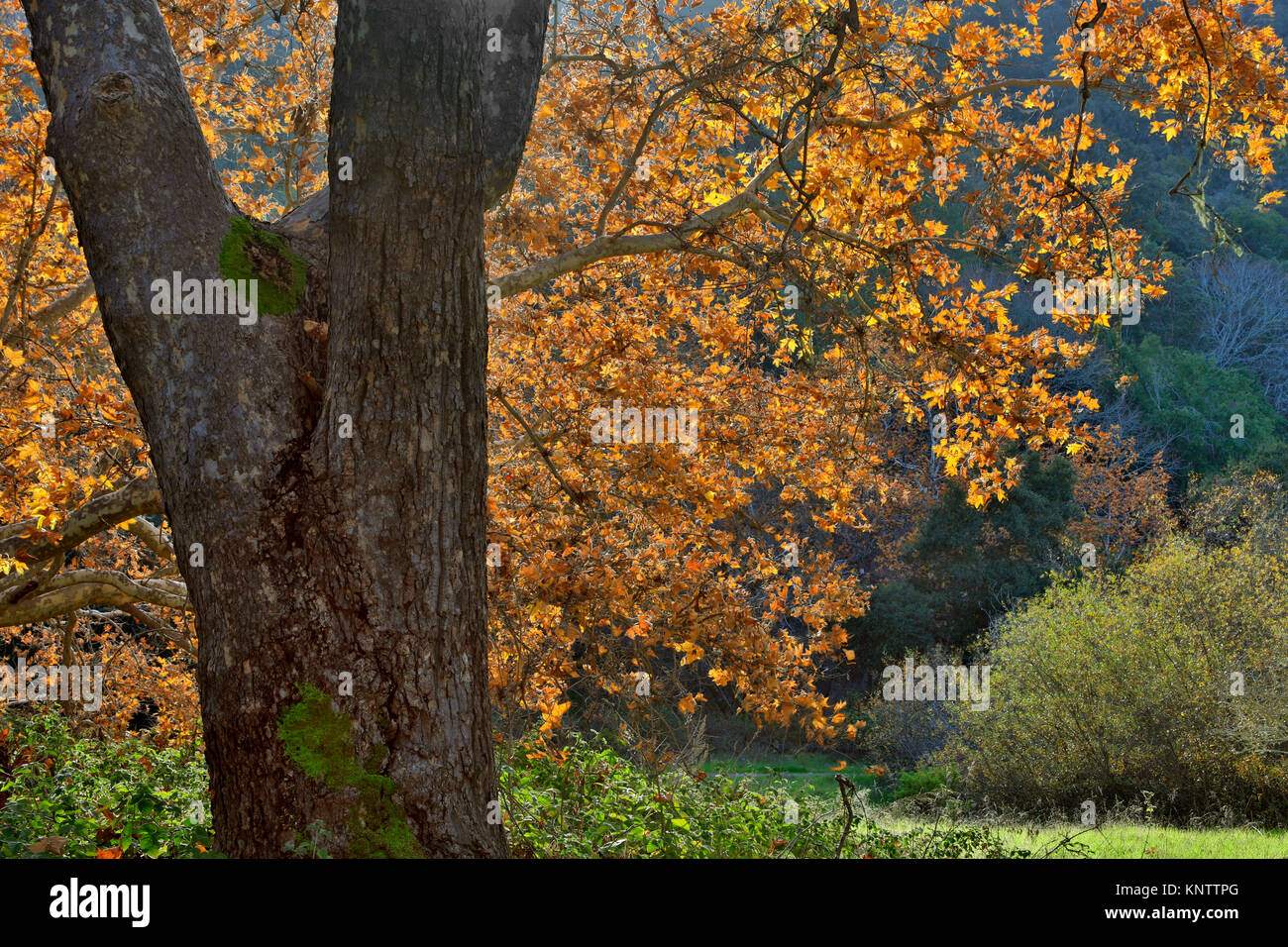American sycamore platanus occidentalis hi-res stock photography and ...