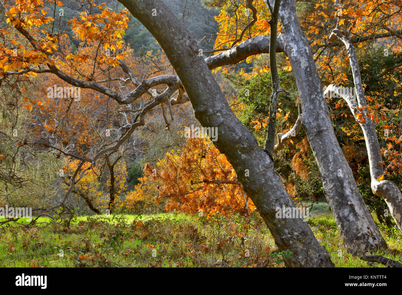 Sycamore trees hi-res stock photography and images - Alamy