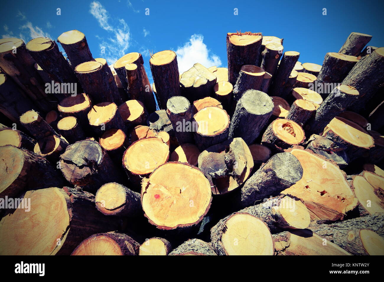 background of tree trunks cut by the woodcutter forming a huge stack of ...