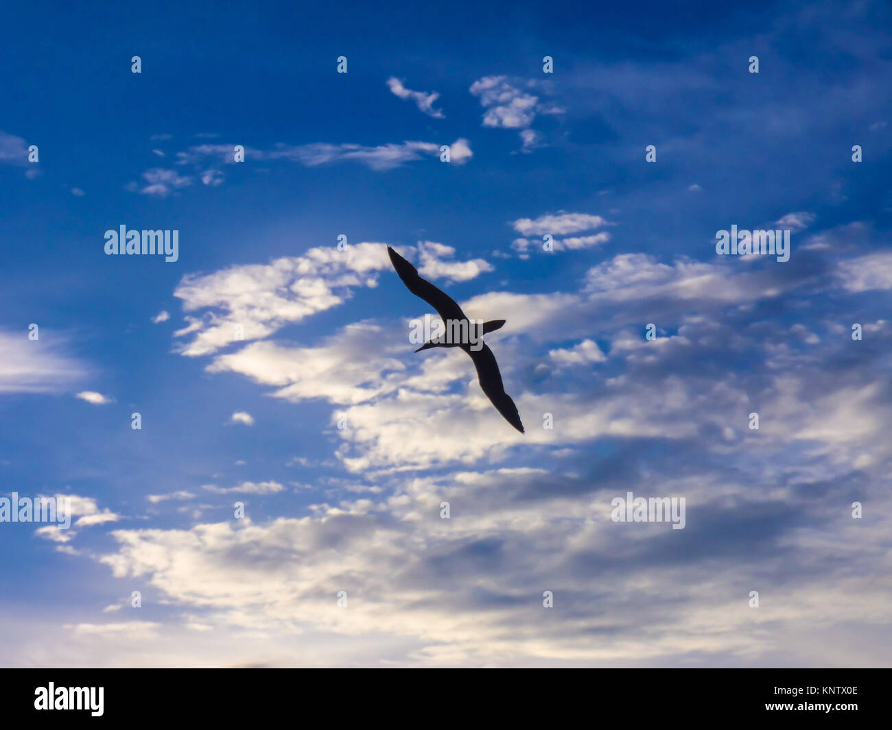 Seabird flying above the ocean in the sky Stock Photo - Alamy