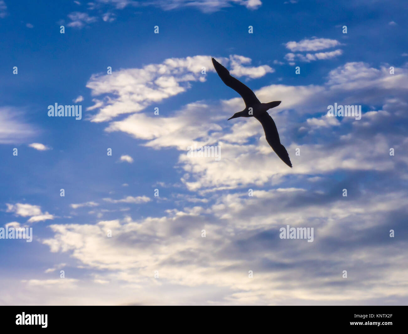 Seabird flying above the ocean in the sky Stock Photo - Alamy