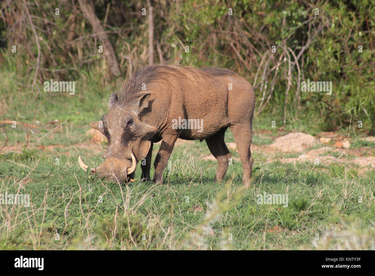 African wild pig hi-res stock photography and images - Alamy
