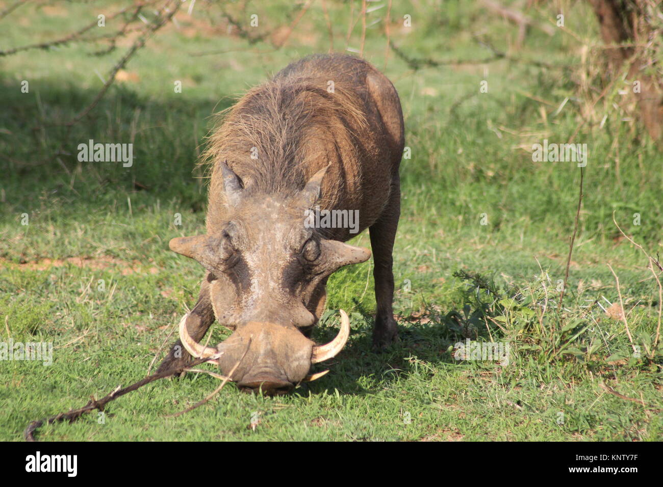 Warthog snout hi-res stock photography and images - Alamy