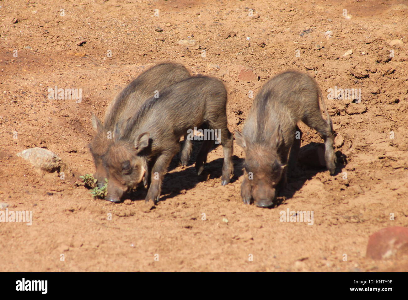 Warthog babies hi-res stock photography and images - Alamy