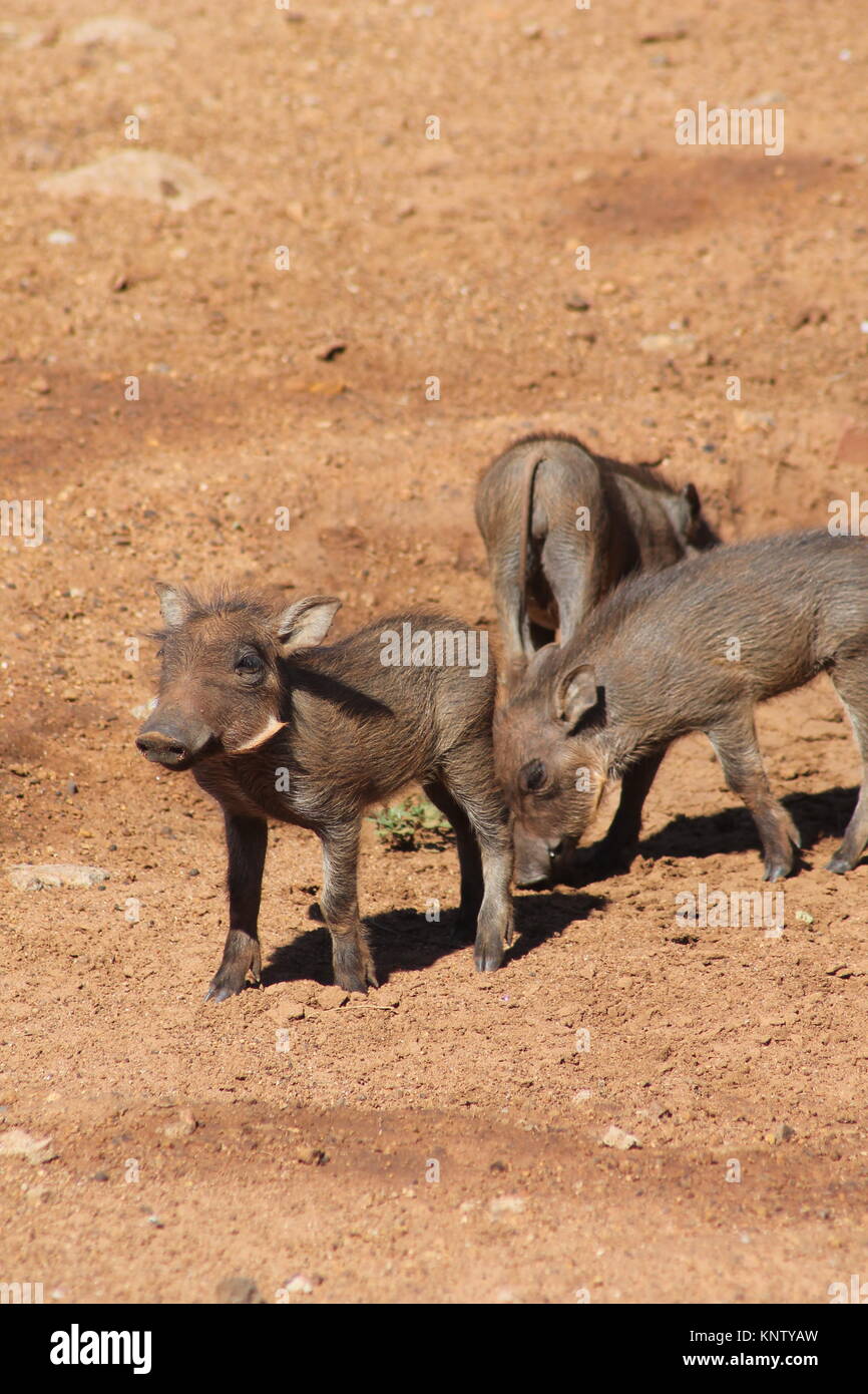Warthog babies hi-res stock photography and images - Alamy