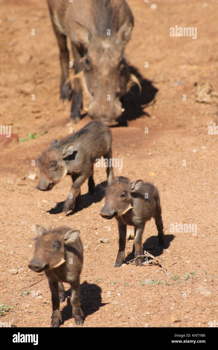 Warthog babies hi-res stock photography and images - Alamy