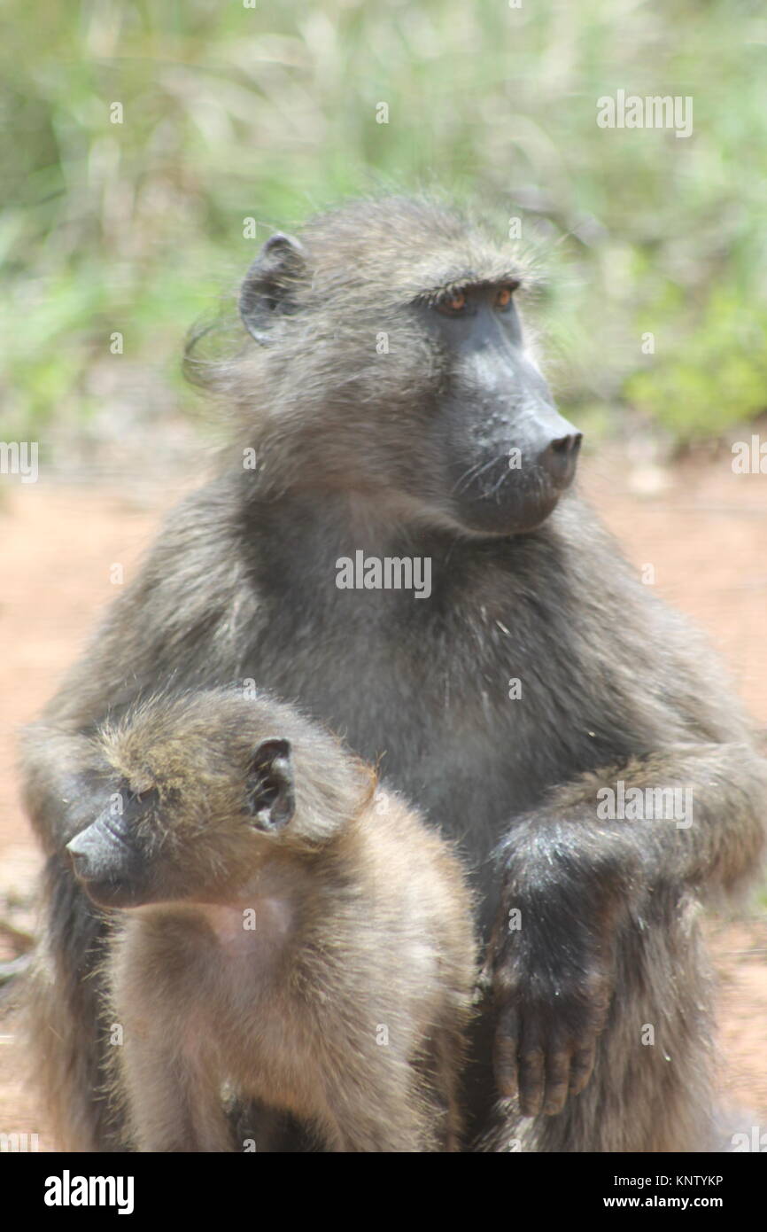South africa baboon teeth hi-res stock photography and images - Alamy