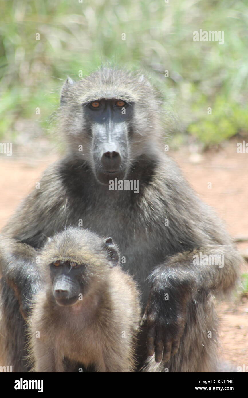 Baboon group wild hi-res stock photography and images - Alamy