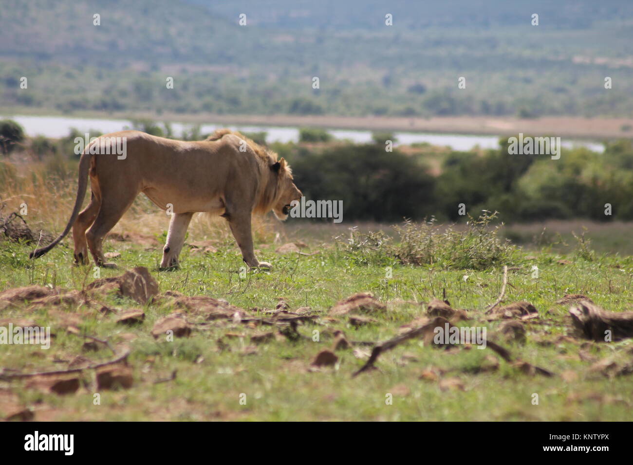 African Male Lion Walking Stock Photo - Alamy African Male Lion Walking Stock Photo - Alamy