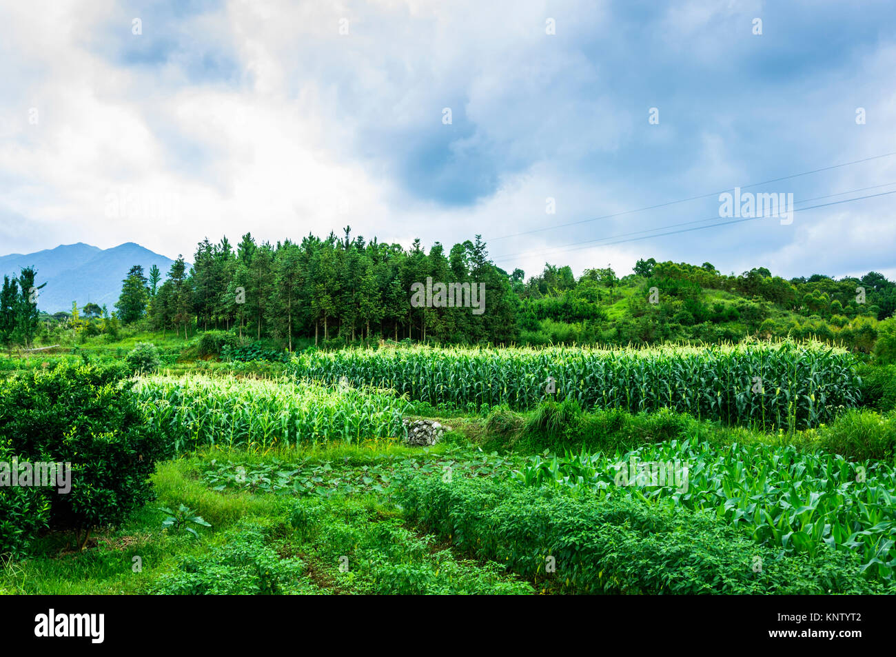 Beautiful rural scenery in summer Stock Photo - Alamy