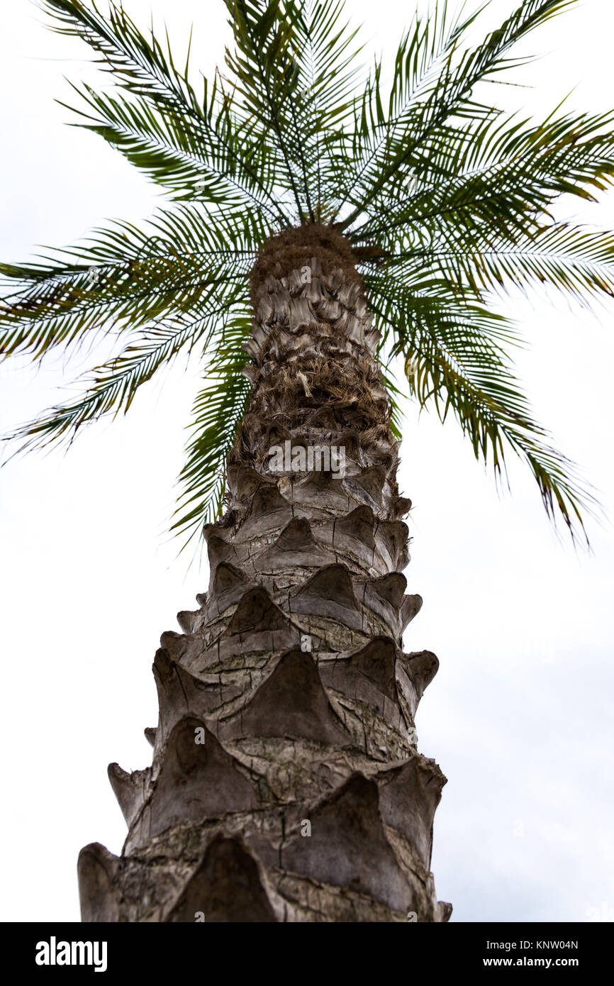 Spikes on tree trunk hi-res stock photography and images - Alamy